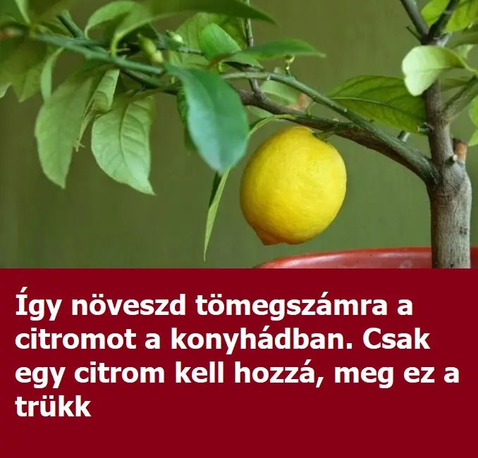 Így növeszd tömegszámra a citromot a konyhádban. Csak egy citrom kell ...